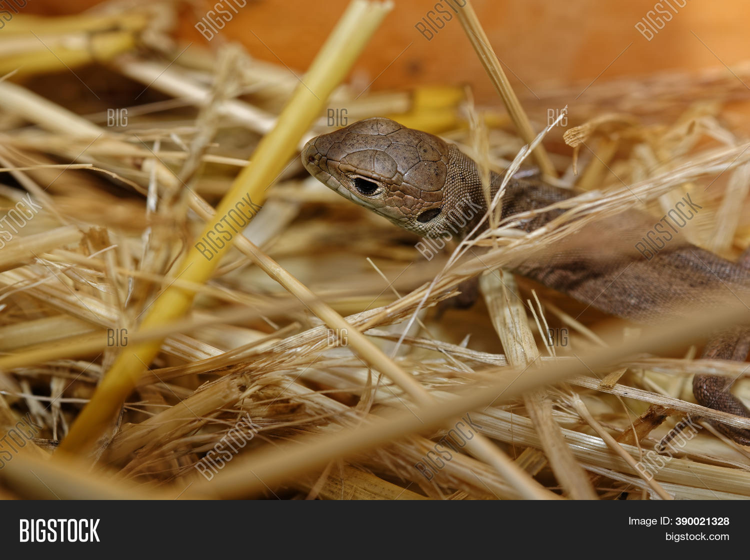 Cute Brown Lizard Image & Photo (Free Trial) | Bigstock