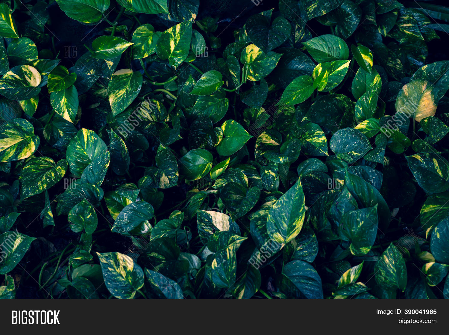 Tropical Leaves Image & Photo (Free Trial) | Bigstock