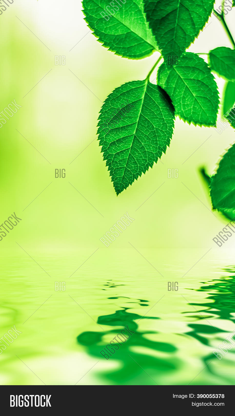 Green Leaves Spring Image & Photo (Free Trial) | Bigstock