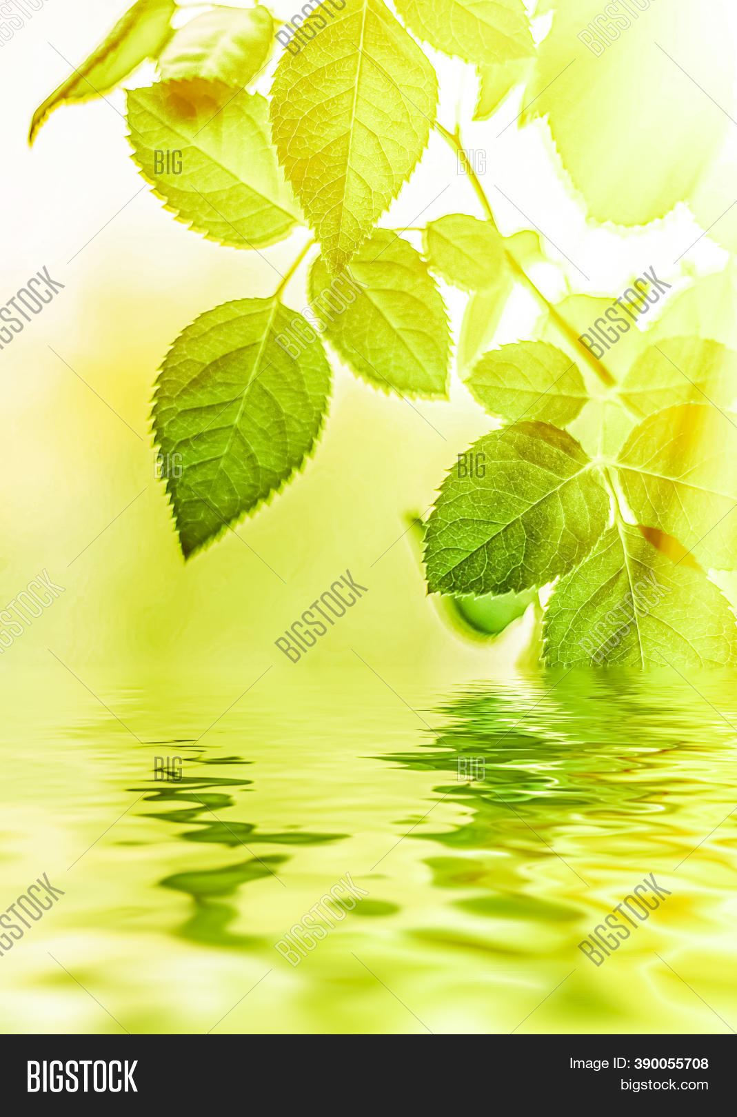 Green Leaves Spring Image & Photo (Free Trial) | Bigstock