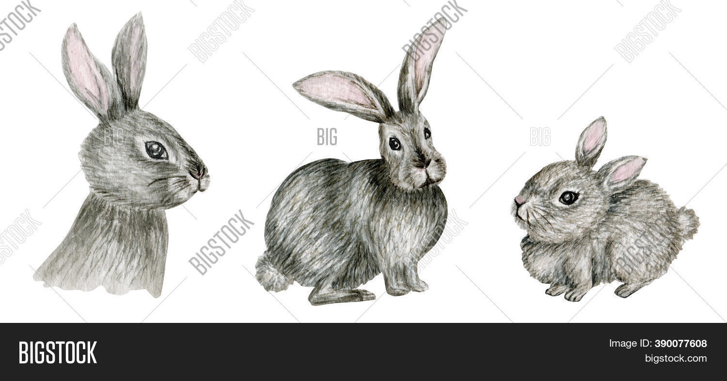 Watercolor Gray Rabbit Image & Photo (Free Trial) | Bigstock