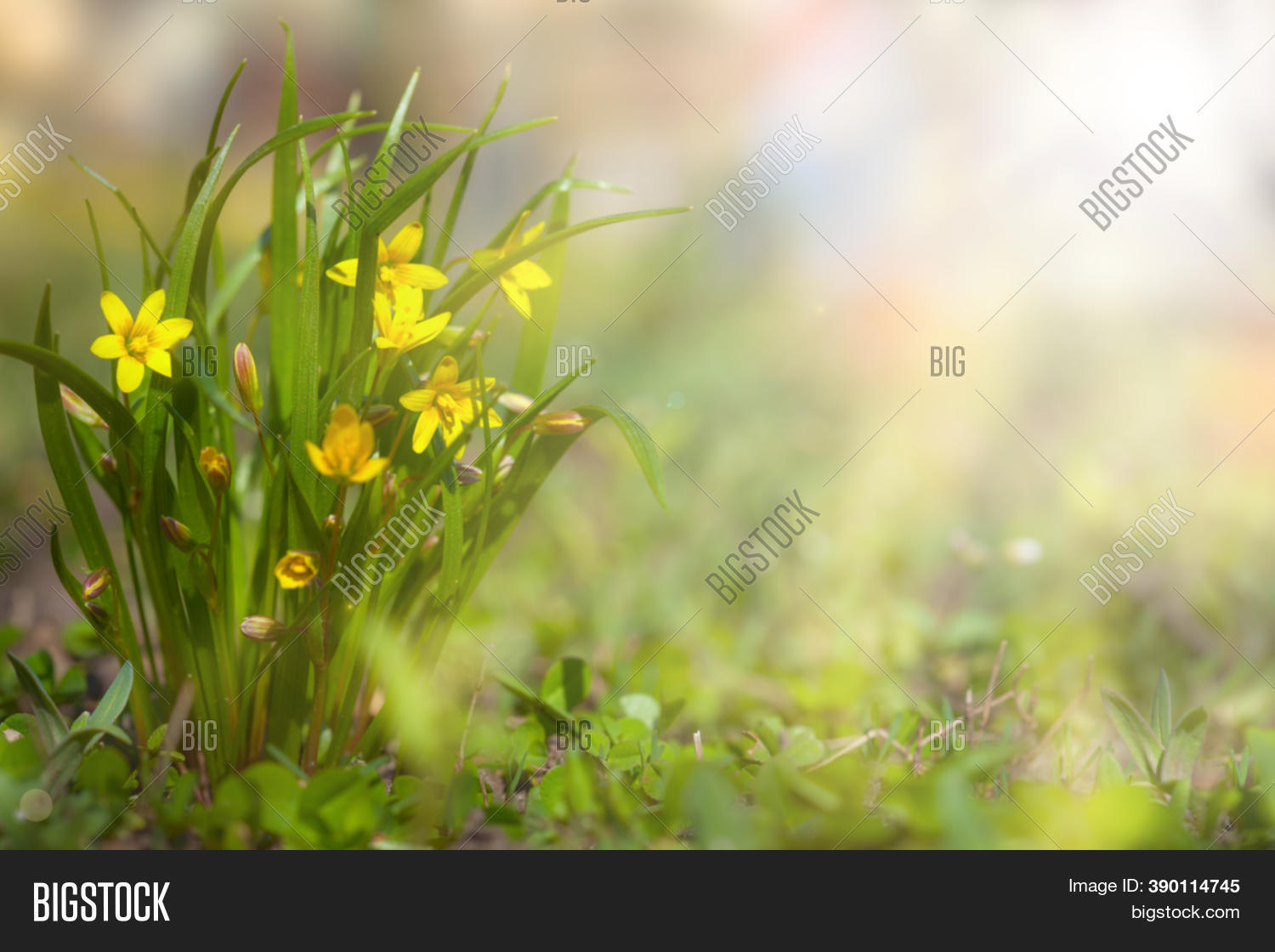 Delicate Floral Image & Photo (Free Trial) | Bigstock