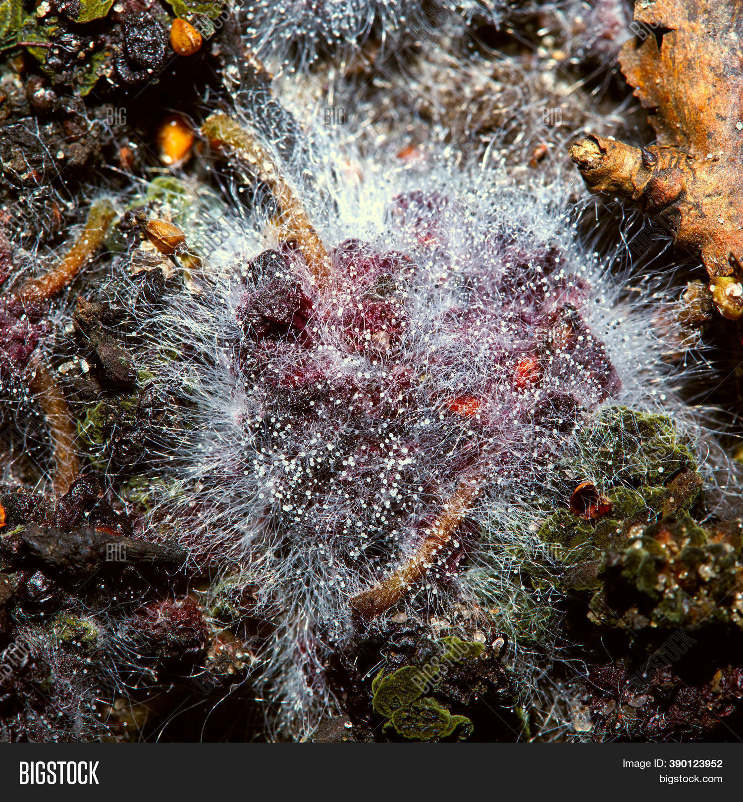 Macro Image Mold. Image & Photo (Free Trial) | Bigstock