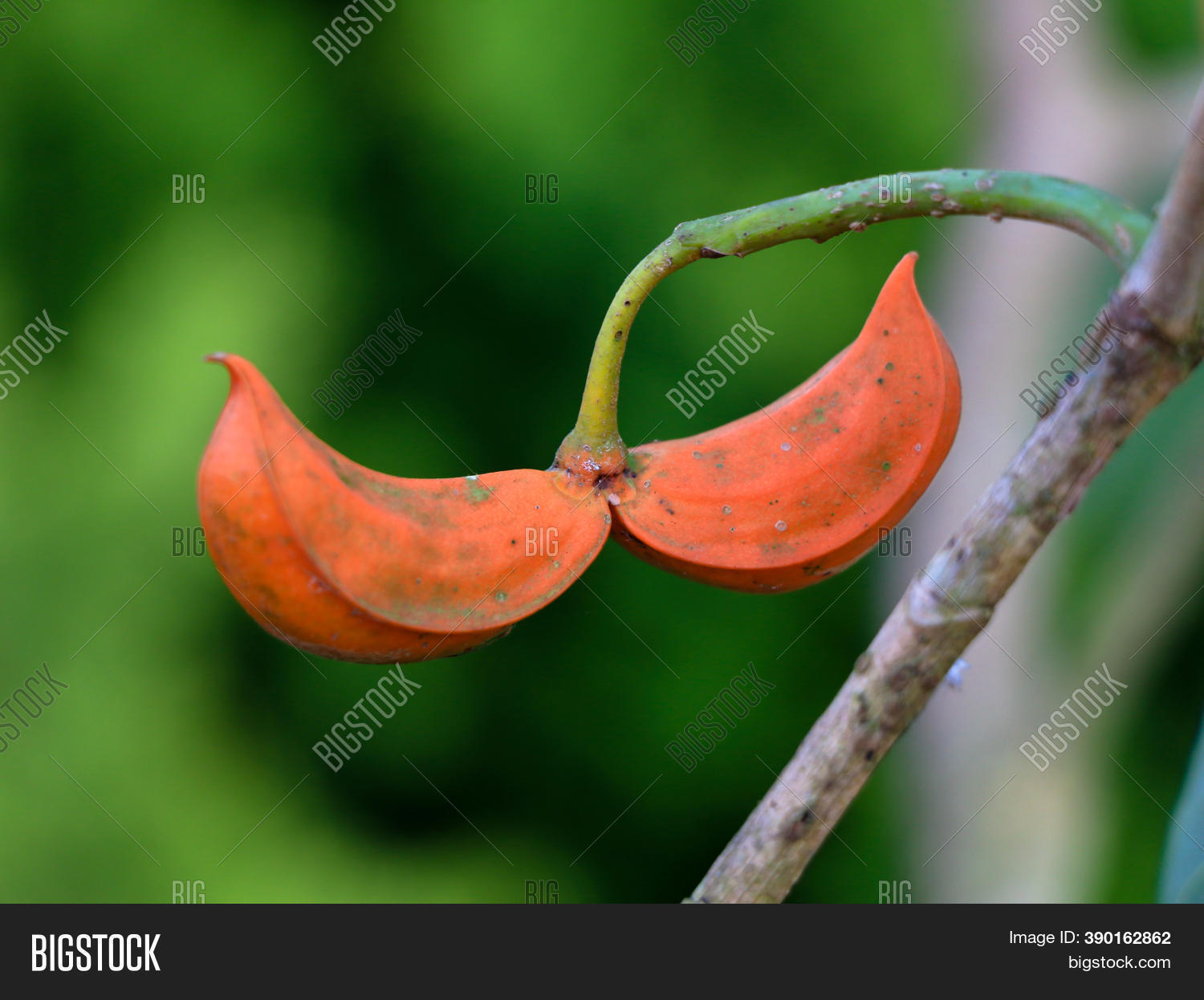 Orange Color Seeds Image & Photo (Free Trial) | Bigstock