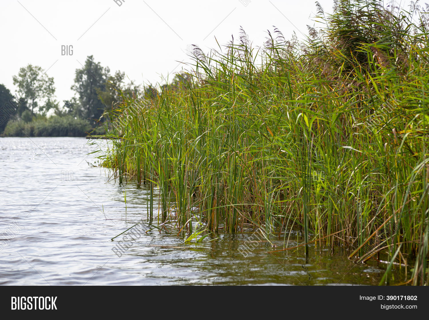 Green Reeds Growing Image & Photo (Free Trial) | Bigstock