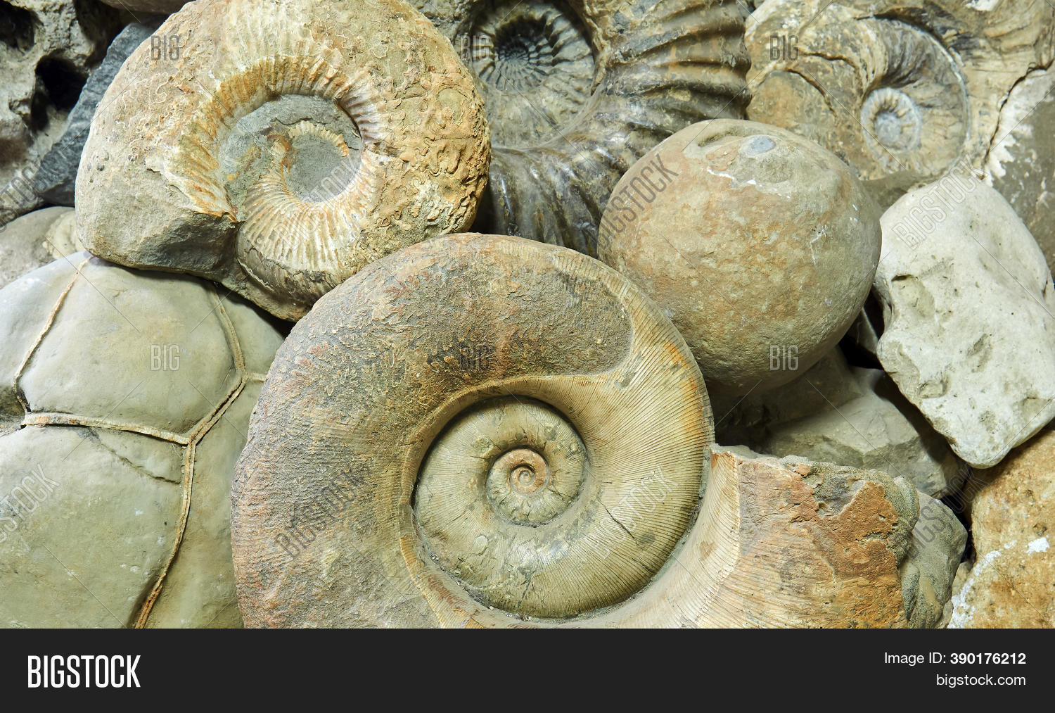 Background - Ammonite Image & Photo (Free Trial) | Bigstock