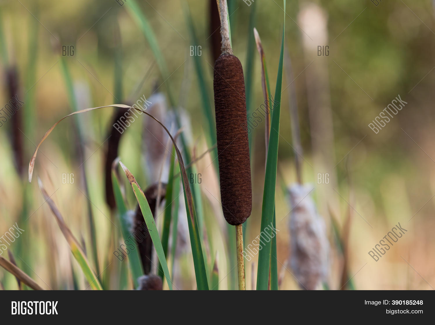 Close Brown Cattail Image & Photo (Free Trial) | Bigstock