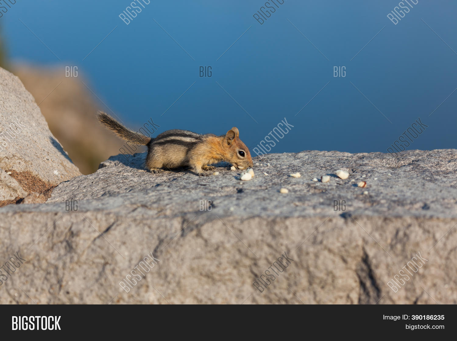 Cute Little Chipmunk Image & Photo (Free Trial) | Bigstock