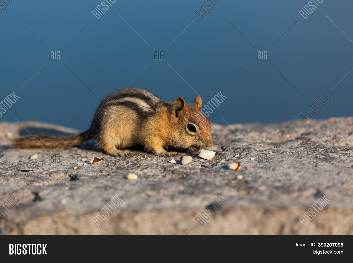 Cute Little Chipmunk Image & Photo (Free Trial) | Bigstock