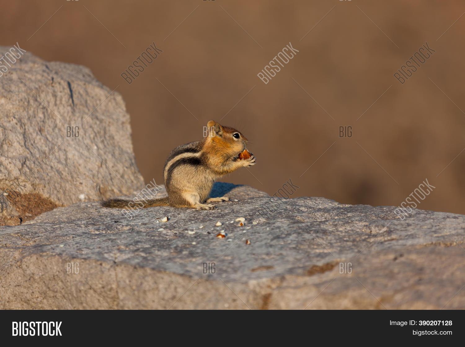 Small Chipmunk Tries Image & Photo (Free Trial) | Bigstock