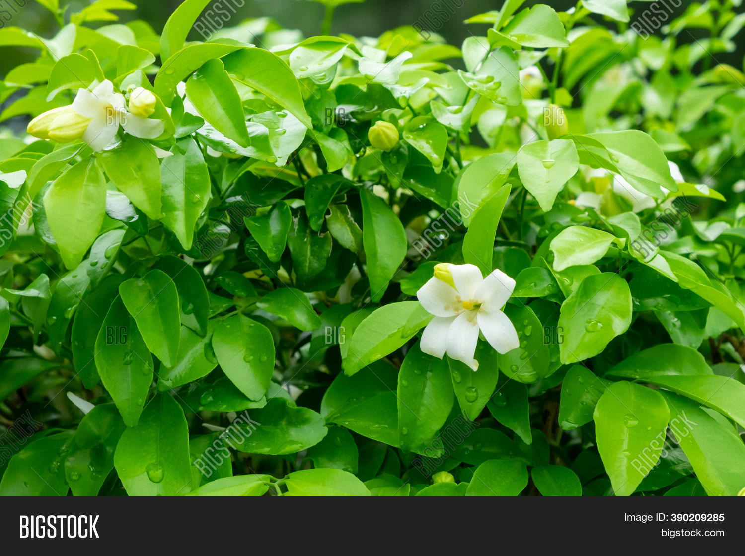 Orange Jasmine White Image & Photo (Free Trial) | Bigstock