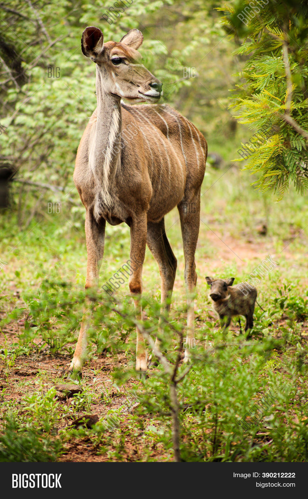 African Kudu Cow Image & Photo (Free Trial) | Bigstock