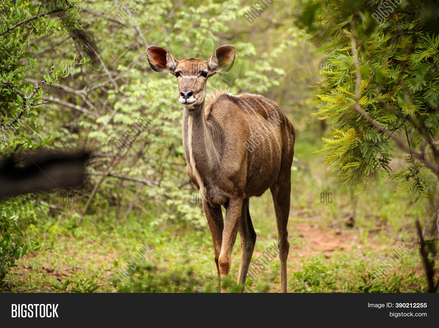 African Kudu Cow Image & Photo (Free Trial) | Bigstock