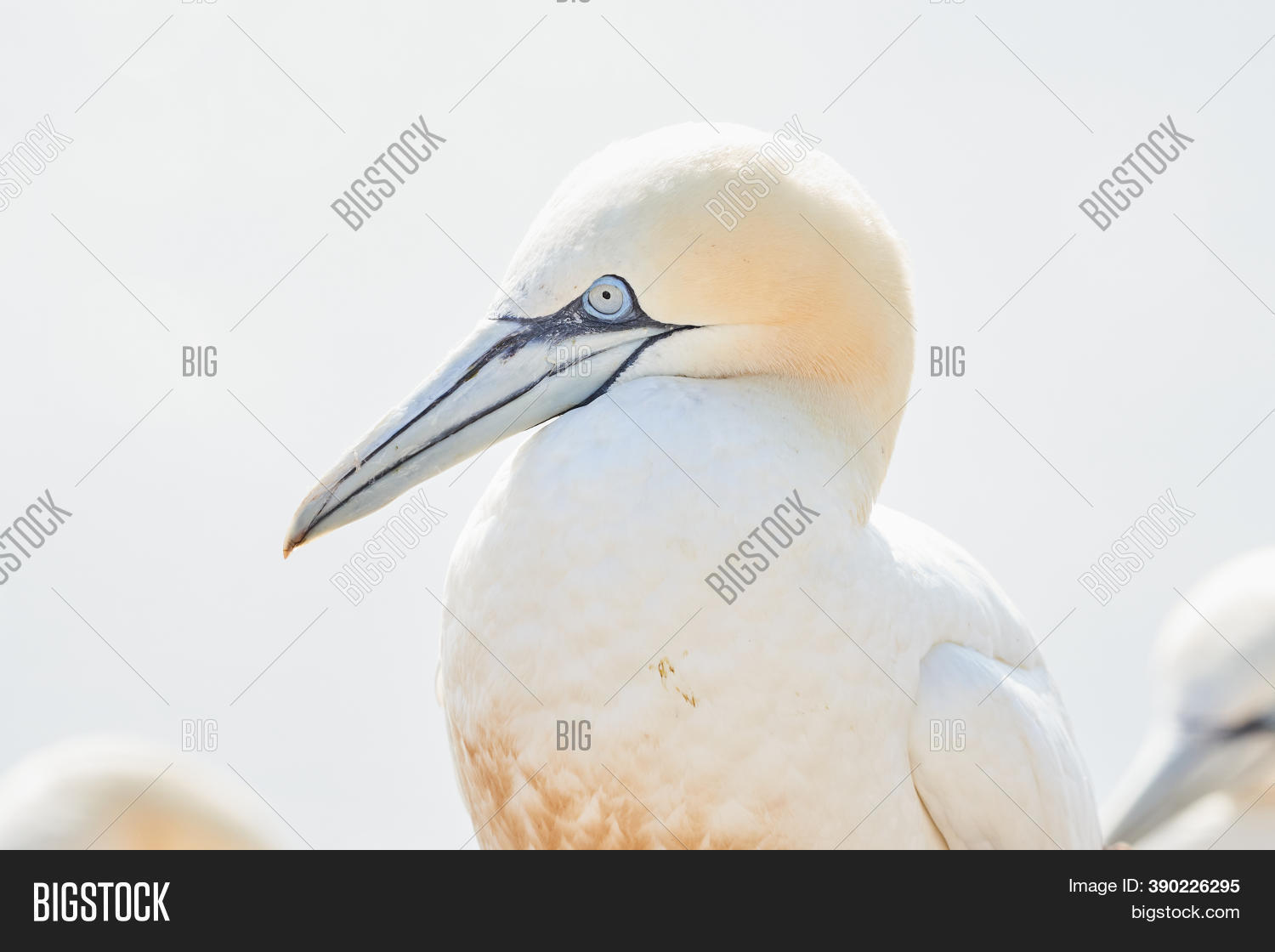 One Wild Bird Head Image & Photo (Free Trial) | Bigstock
