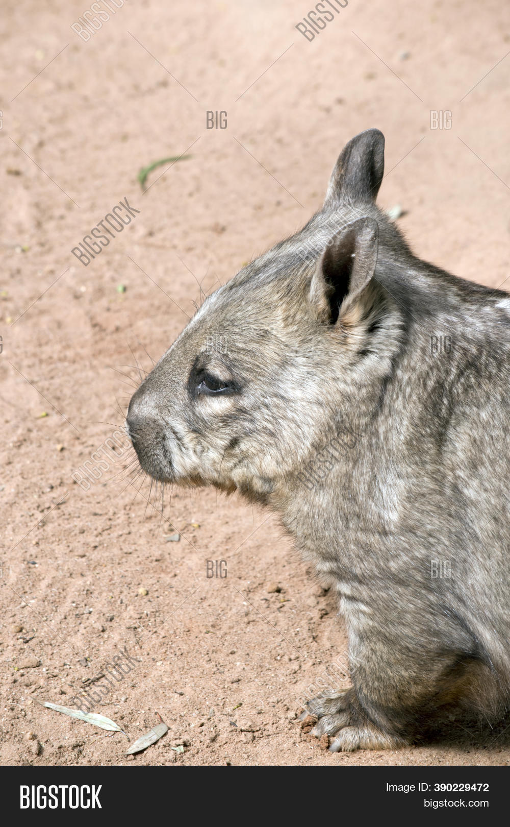 This Close Wombat Image & Photo (Free Trial) | Bigstock