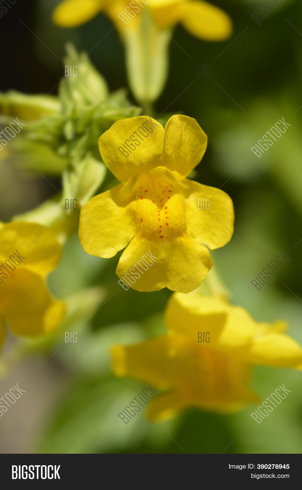 Yellow Monkey Flower Image & Photo (Free Trial) | Bigstock