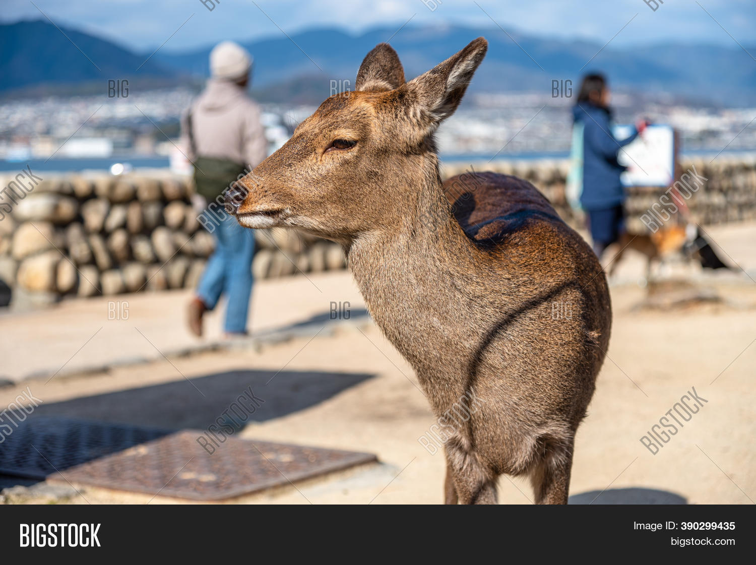 Close- Deer Relax Image & Photo (Free Trial) | Bigstock
