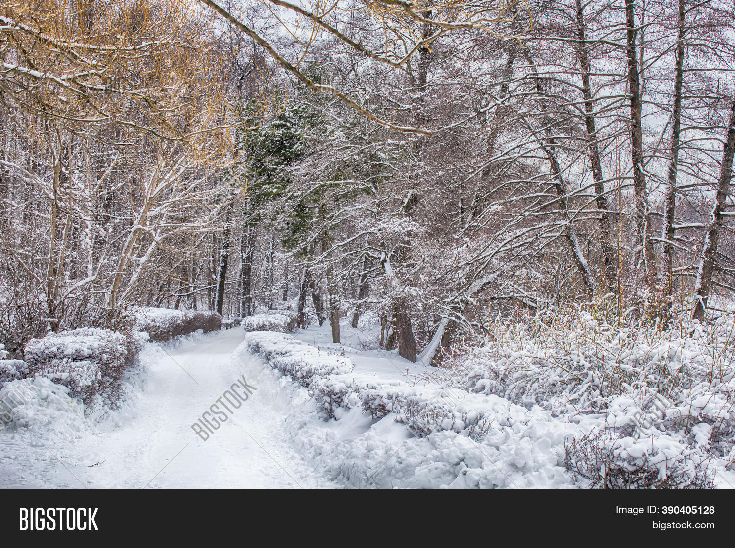 Covered Thick Snow Image & Photo (Free Trial) | Bigstock