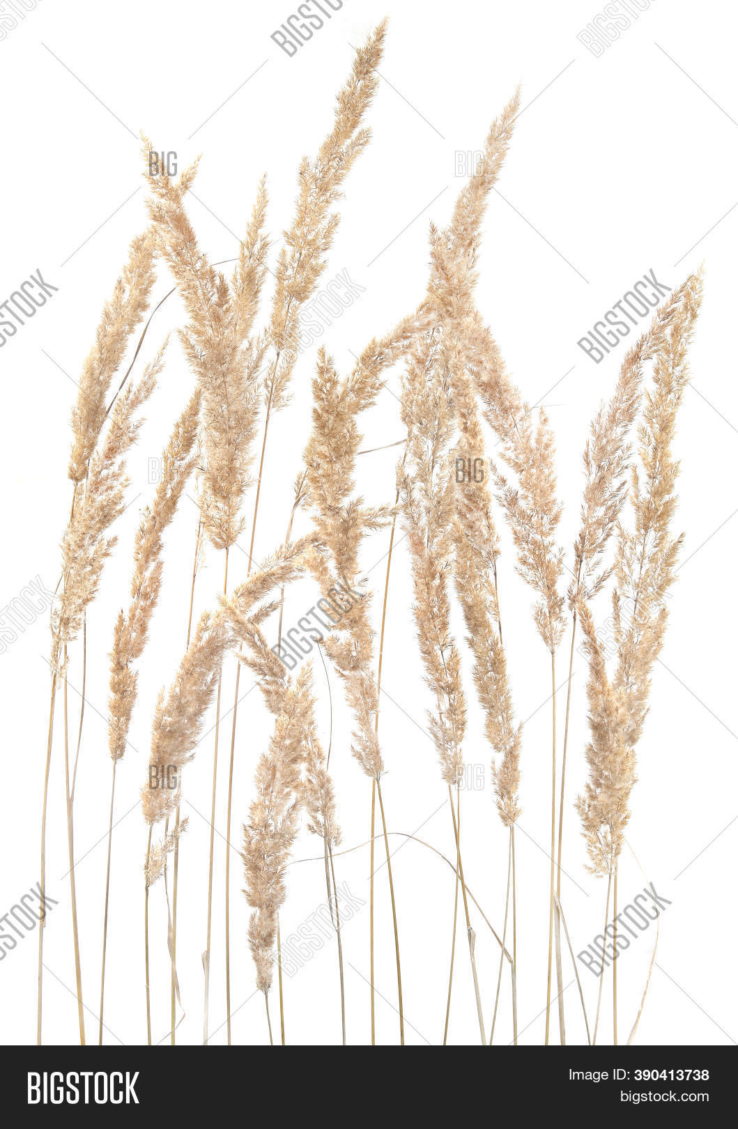 Dry Reeds Isolated On Image & Photo (Free Trial) | Bigstock