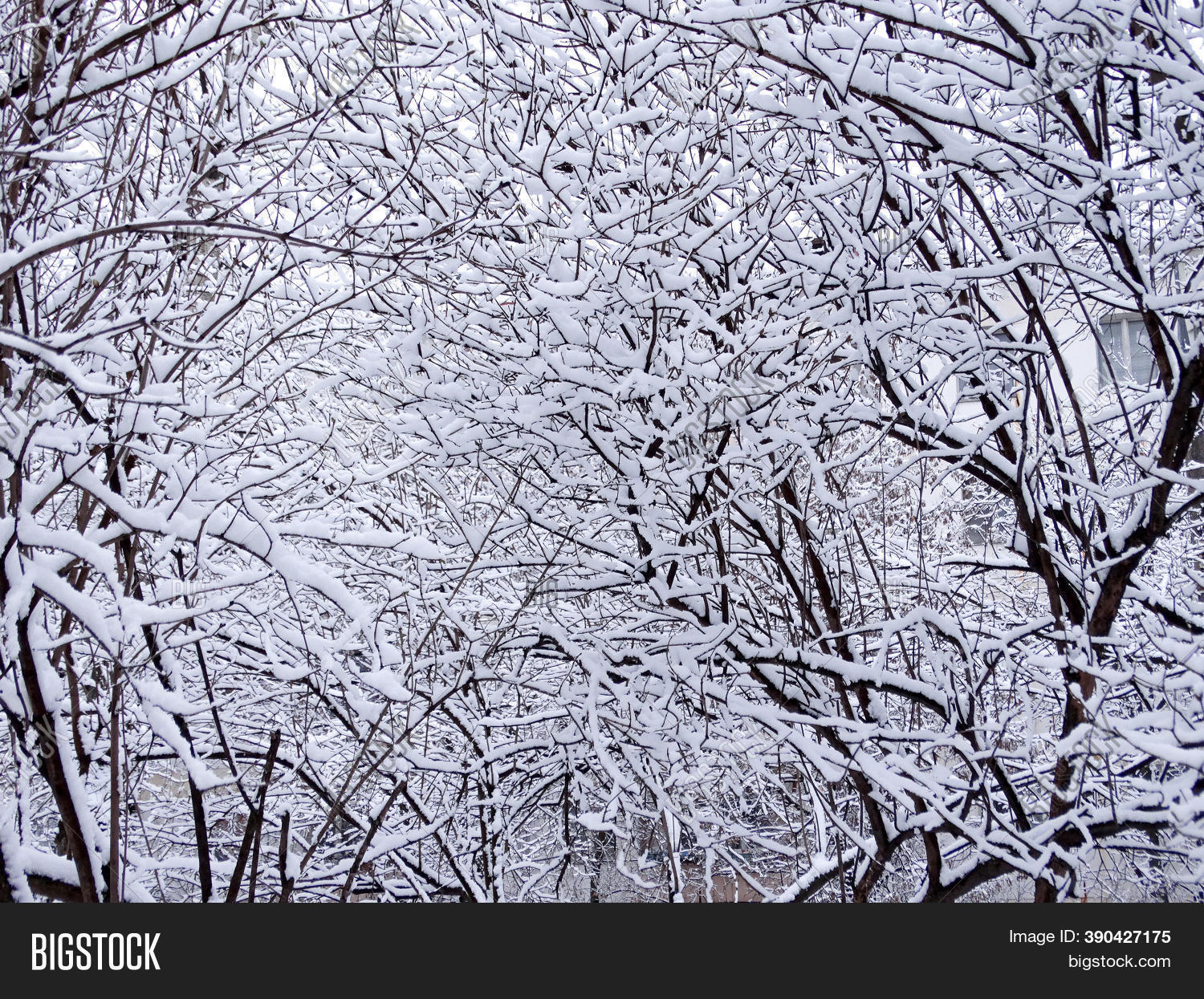 Shrub Covered Snow Image & Photo (Free Trial) | Bigstock