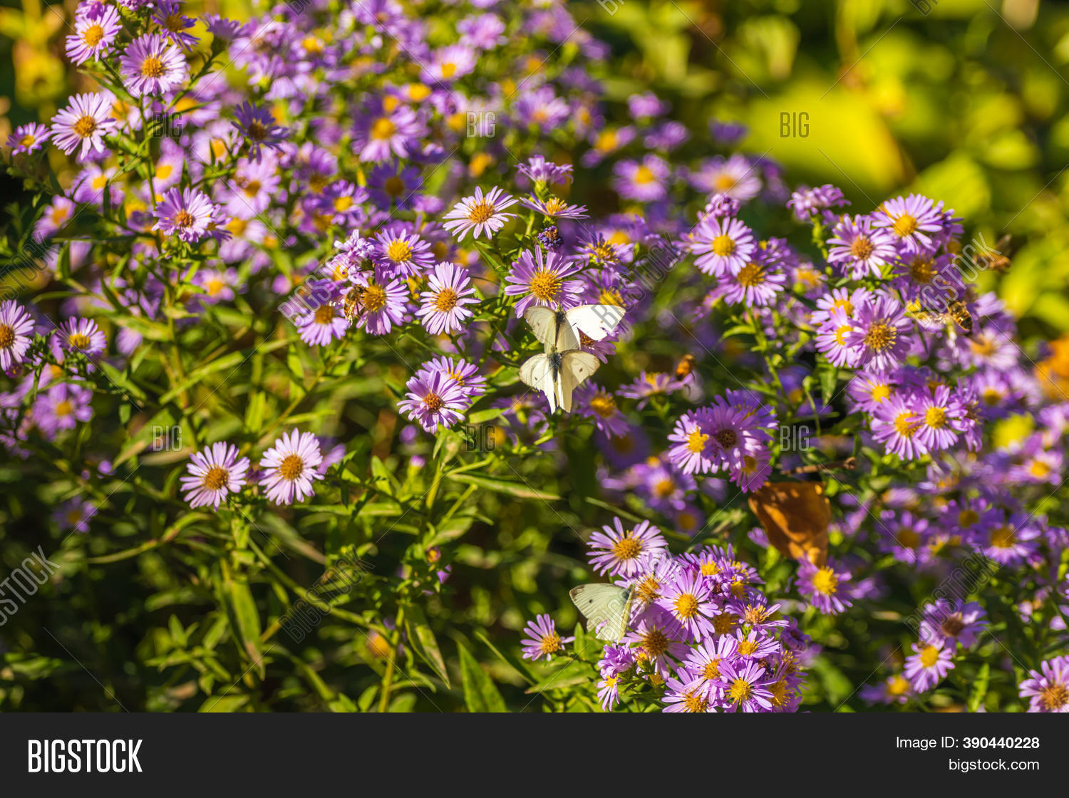 Purple Flower Bed Bees Image & Photo (Free Trial) | Bigstock