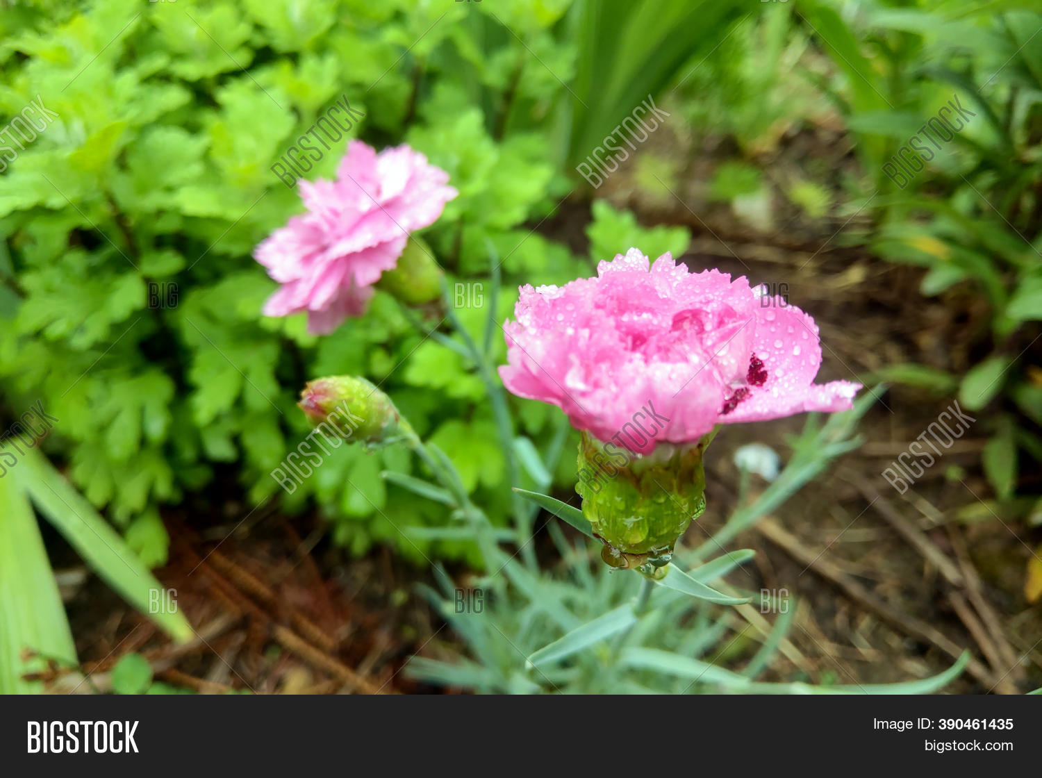 Light Carnation Garden Image & Photo (Free Trial) | Bigstock