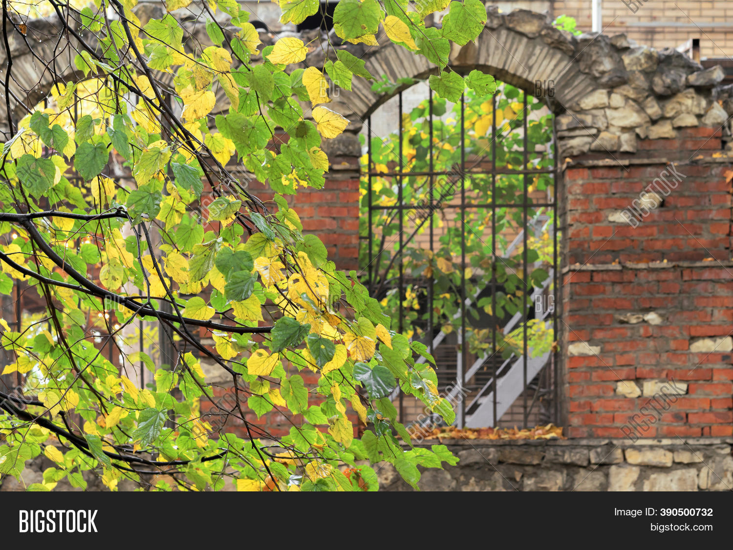 Tree Yellow-green Image & Photo (Free Trial) | Bigstock