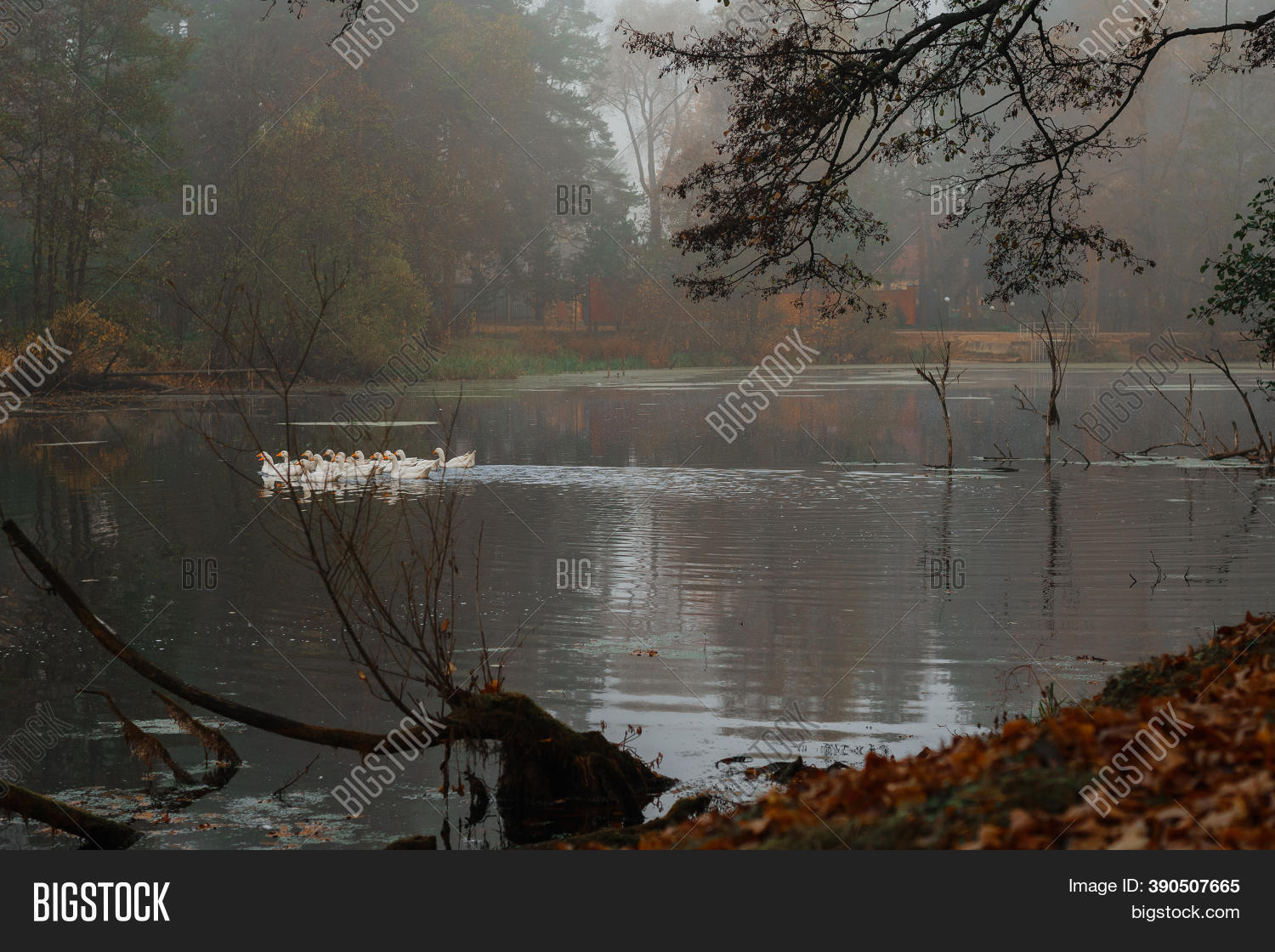 Lake Early Morning Image & Photo (Free Trial) | Bigstock