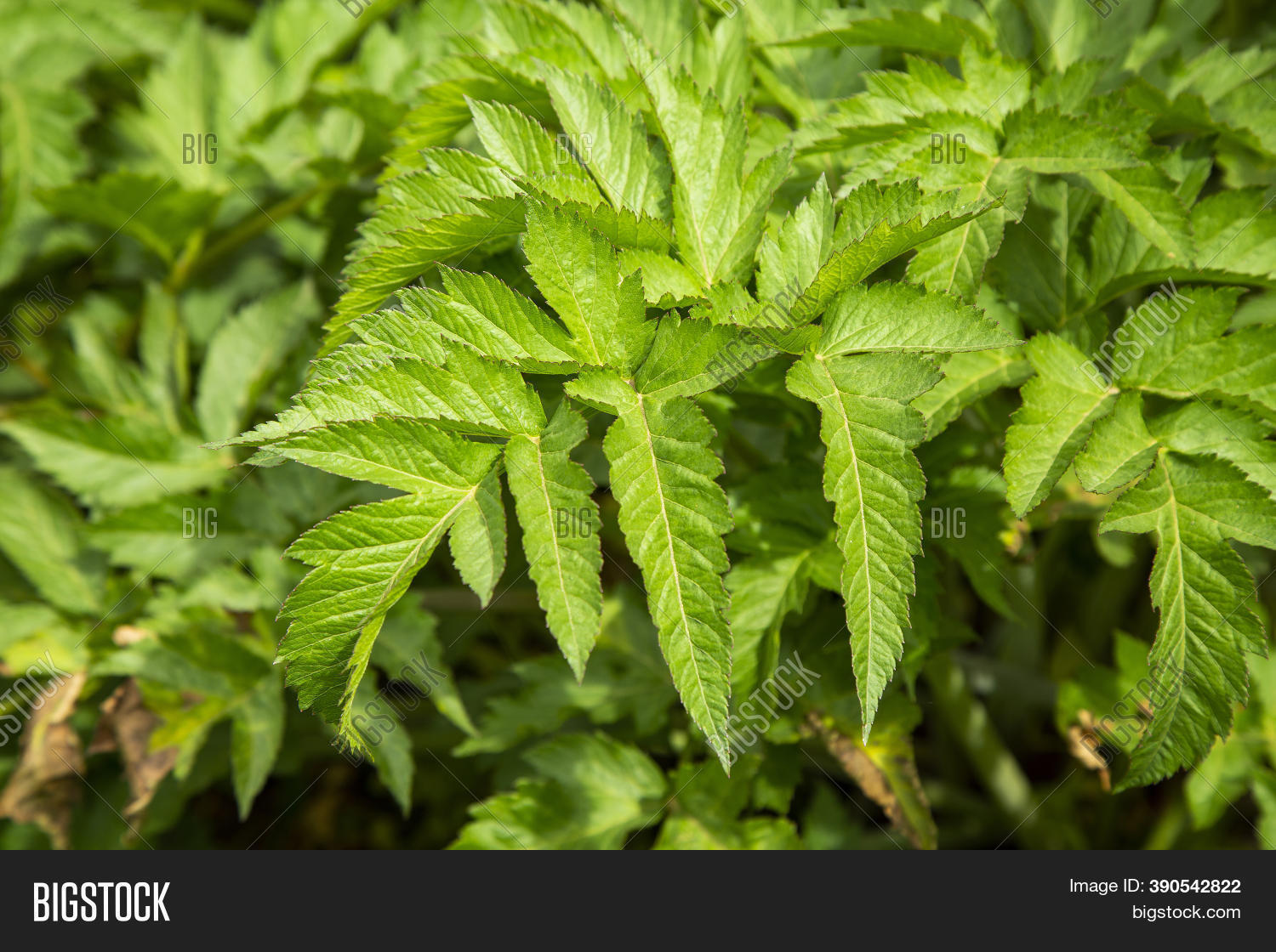 Arracacia Xanthorrhiza Image & Photo (Free Trial) | Bigstock