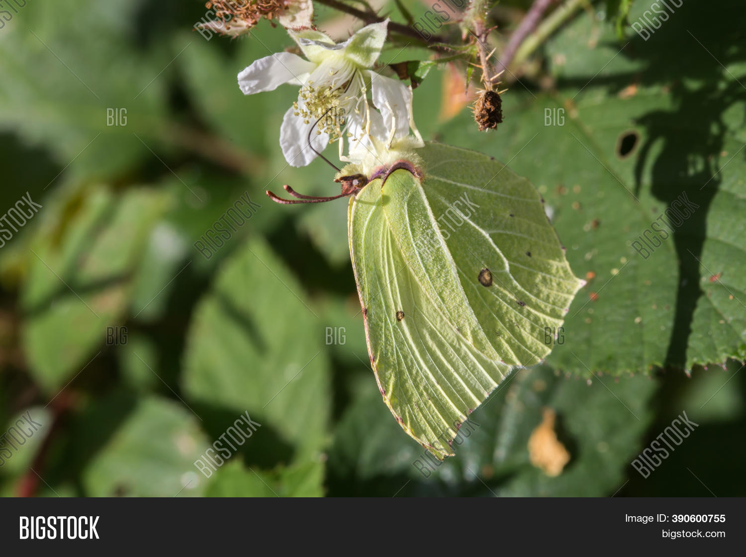 Common Brimstone ( Image & Photo (Free Trial) | Bigstock