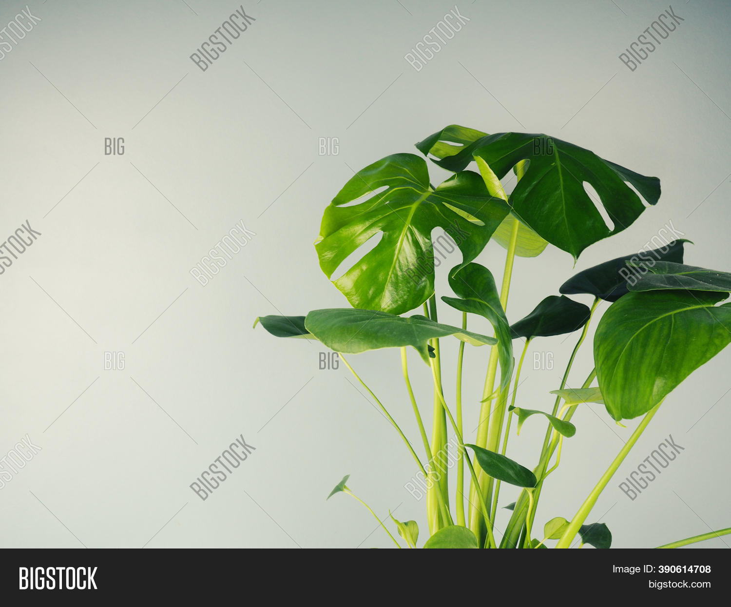 Monstera Flower On Image & Photo (Free Trial) | Bigstock