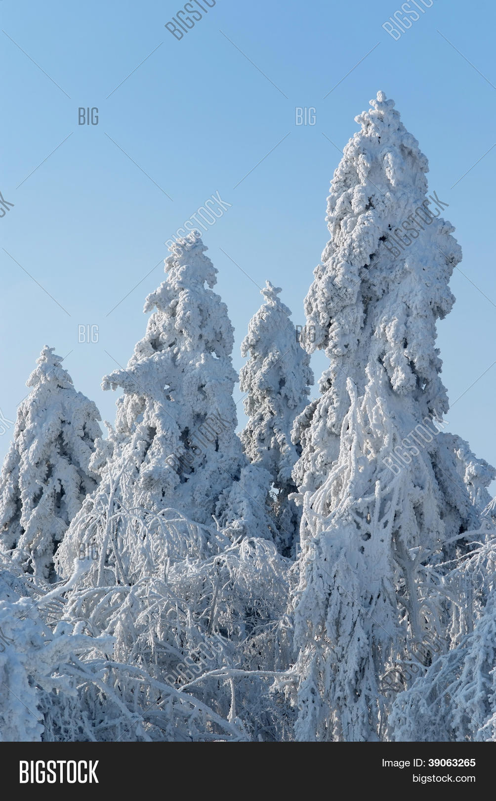 Old Fir Trees Covered Image & Photo (Free Trial) | Bigstock