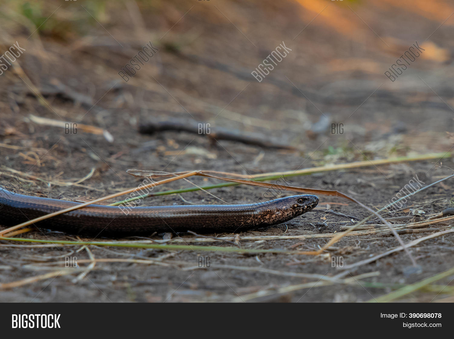 Snake Smile Wild Life Image & Photo (Free Trial) | Bigstock