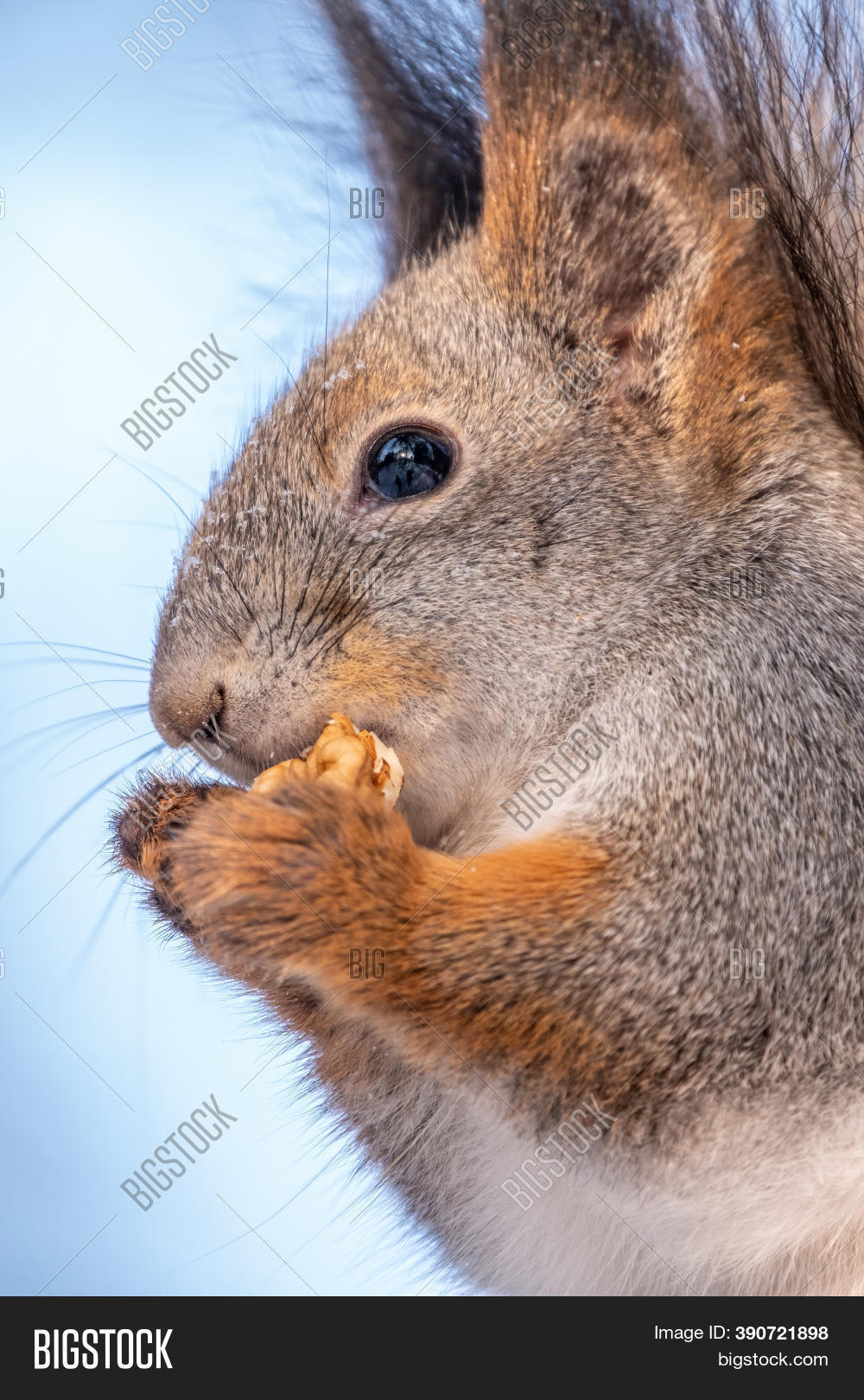 Squirrel Nut Sits On Image & Photo (Free Trial) | Bigstock