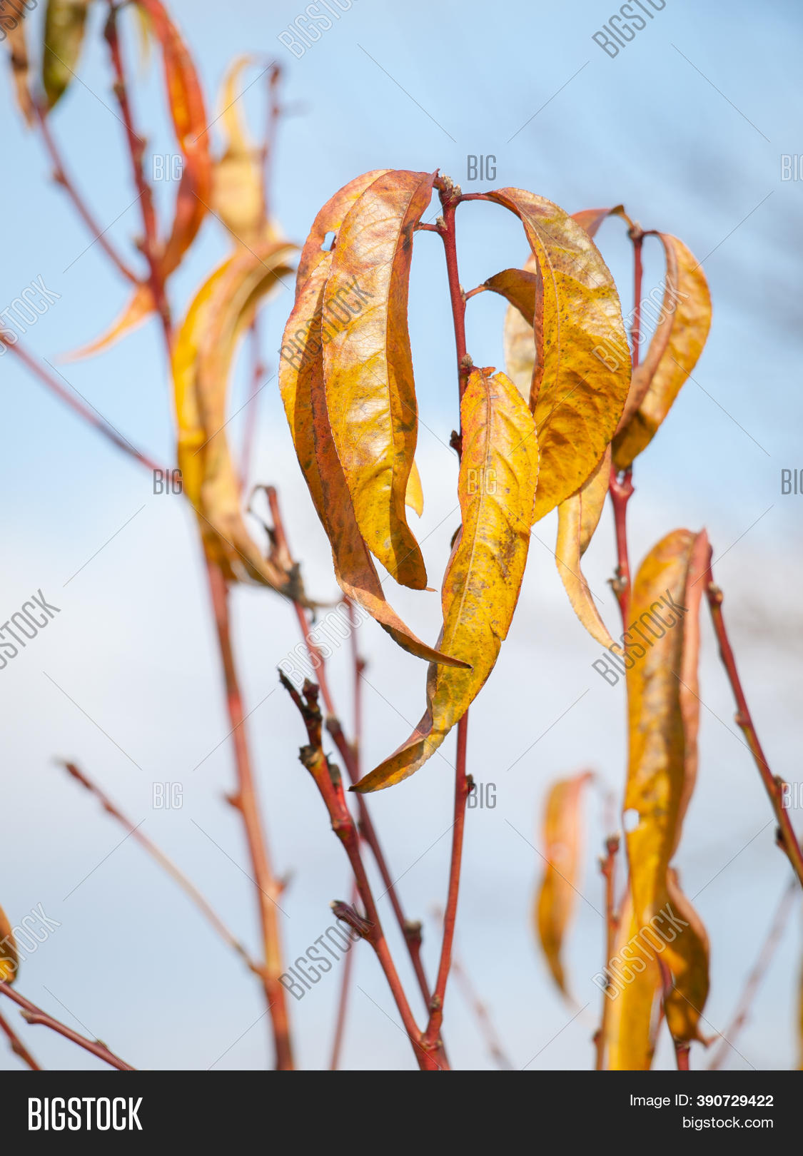 Yellow Nectarine Image & Photo (Free Trial) | Bigstock