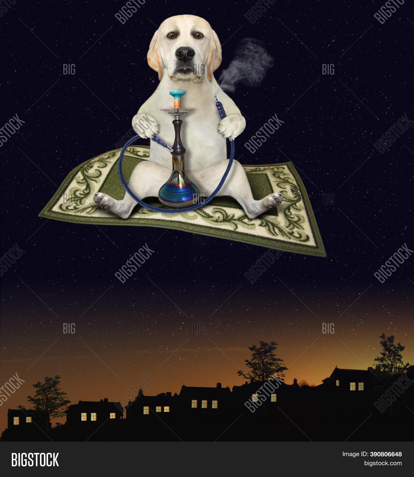 Dog Flying On Magic Image & Photo (Free Trial) | Bigstock