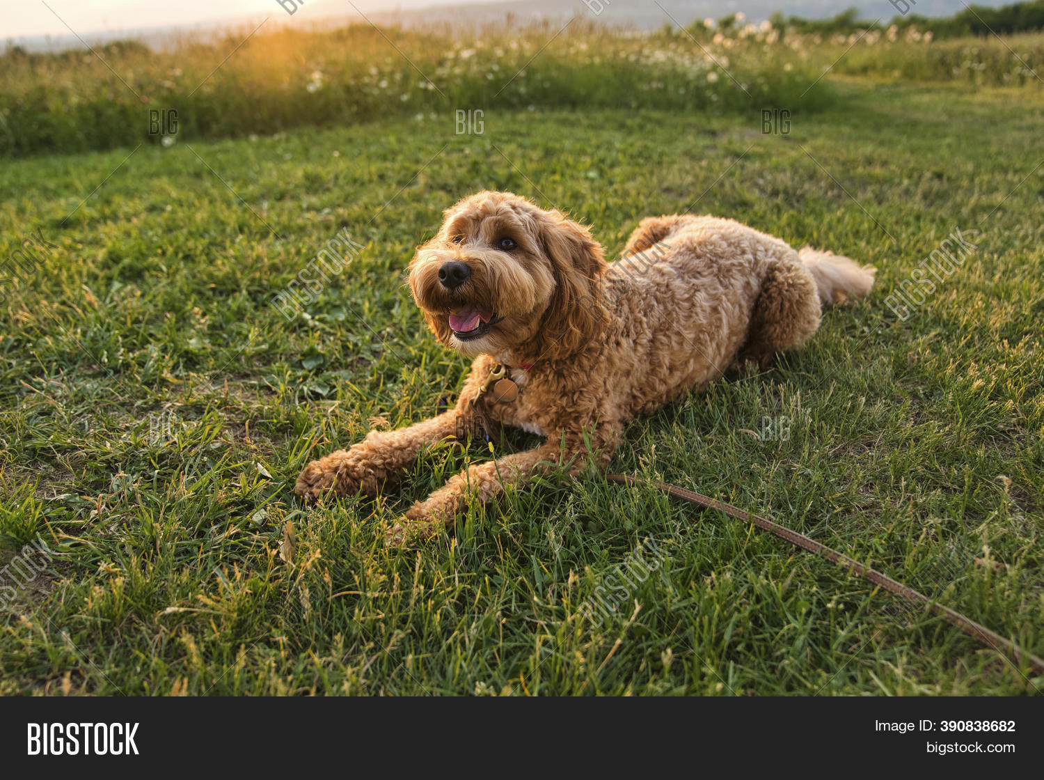 Cute Dog Sunset Having Image & Photo (Free Trial) | Bigstock