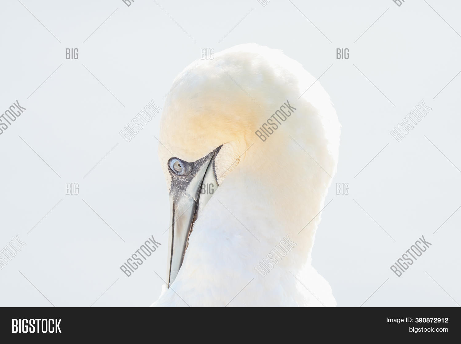 One Wild Bird Head Image & Photo (Free Trial) | Bigstock