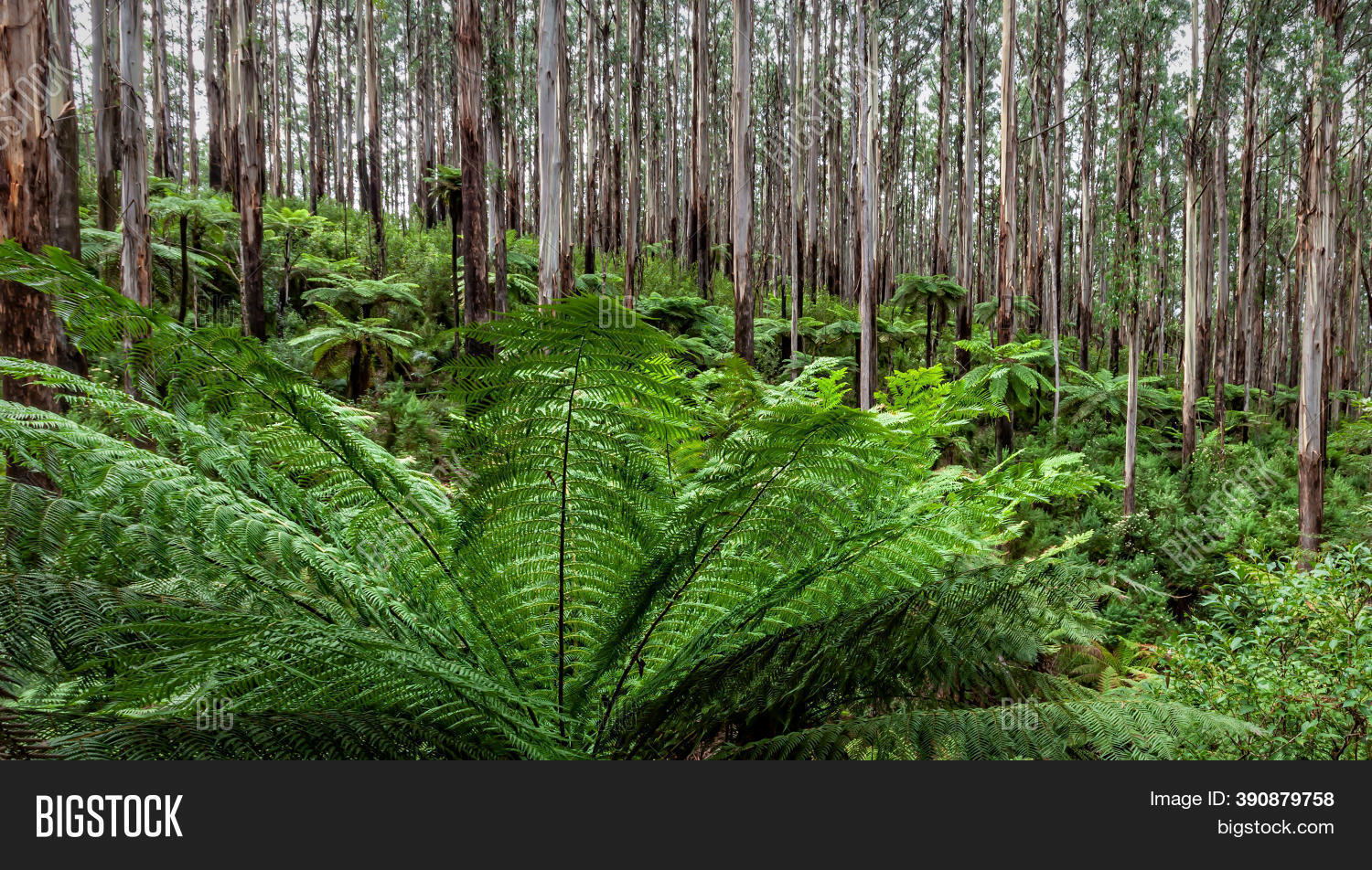 Australian Temperate Image & Photo (Free Trial) | Bigstock