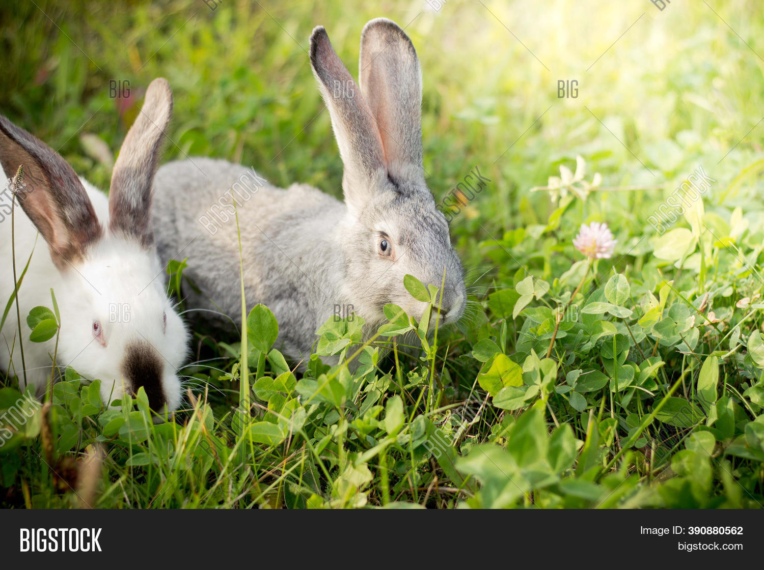 Two Rabbits, Gray Image & Photo (Free Trial) | Bigstock