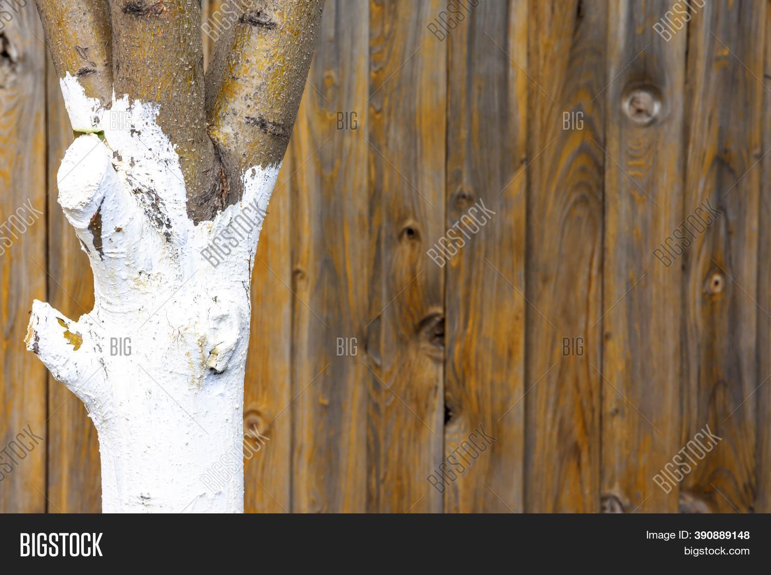Trunk Fruit Tree Image & Photo (Free Trial) | Bigstock