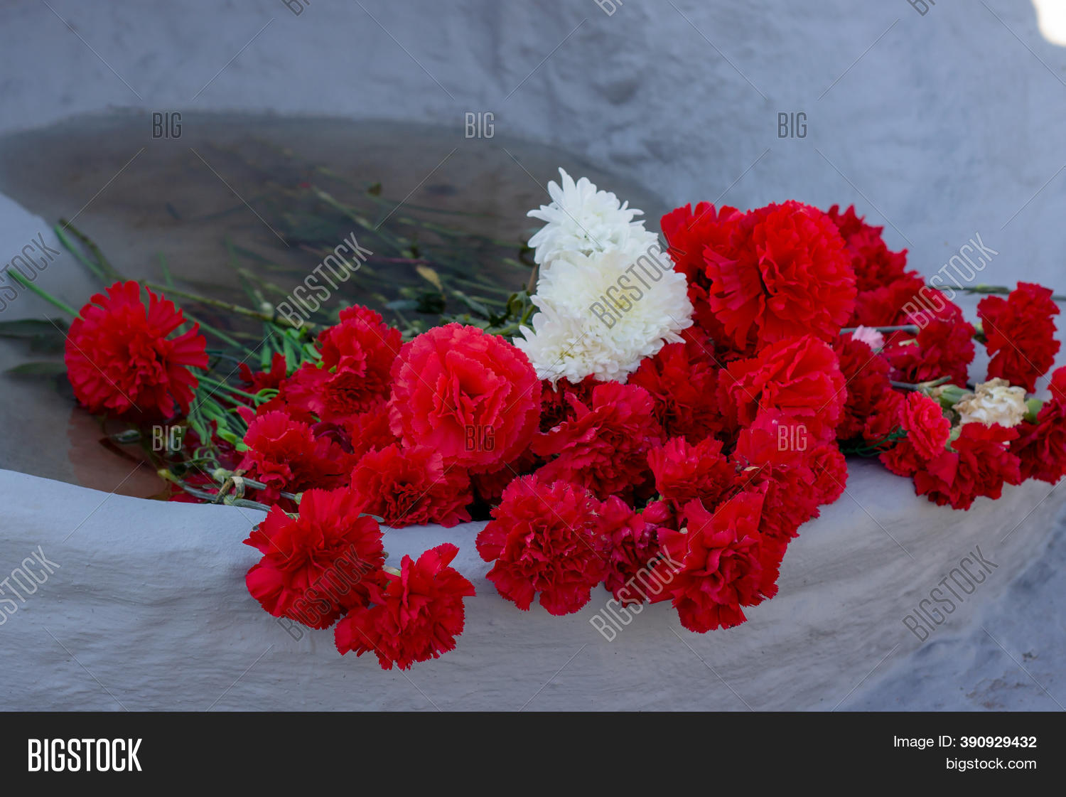 Red White Carnation Image & Photo (Free Trial) | Bigstock
