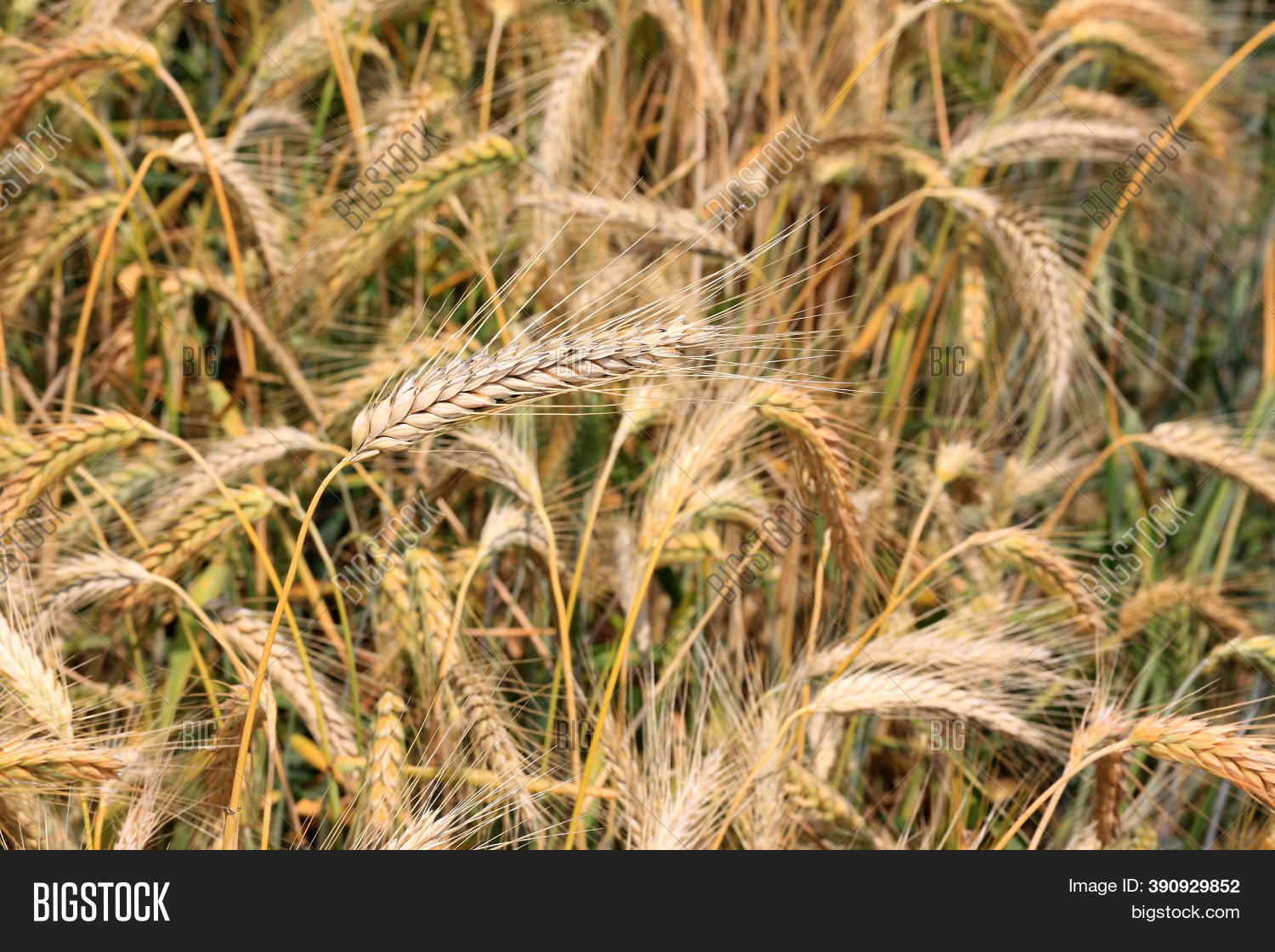 Detail Corn Spike Image & Photo (Free Trial) | Bigstock