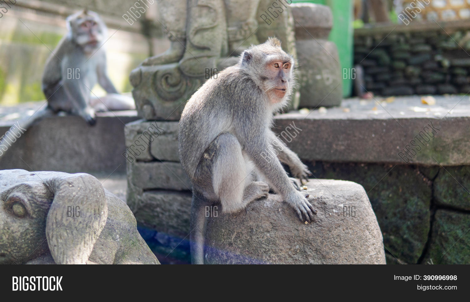 .behavior Monkeys Image & Photo (Free Trial) | Bigstock