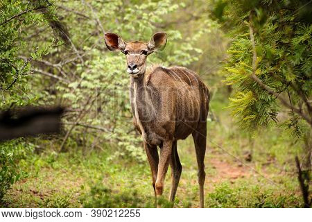 African Kudu Cow Image & Photo (Free Trial) | Bigstock