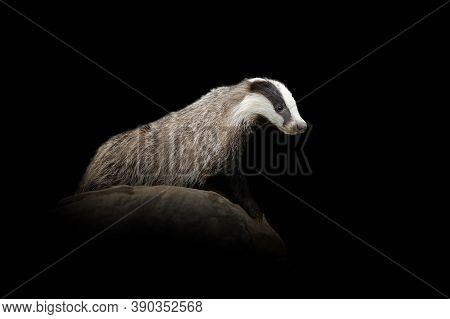 Close View Badger. Image & Photo (Free Trial) | Bigstock