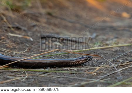 Snake Smile Wild Life Image & Photo (Free Trial) | Bigstock
