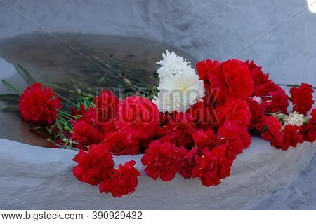 Red White Carnation Image & Photo (Free Trial) | Bigstock