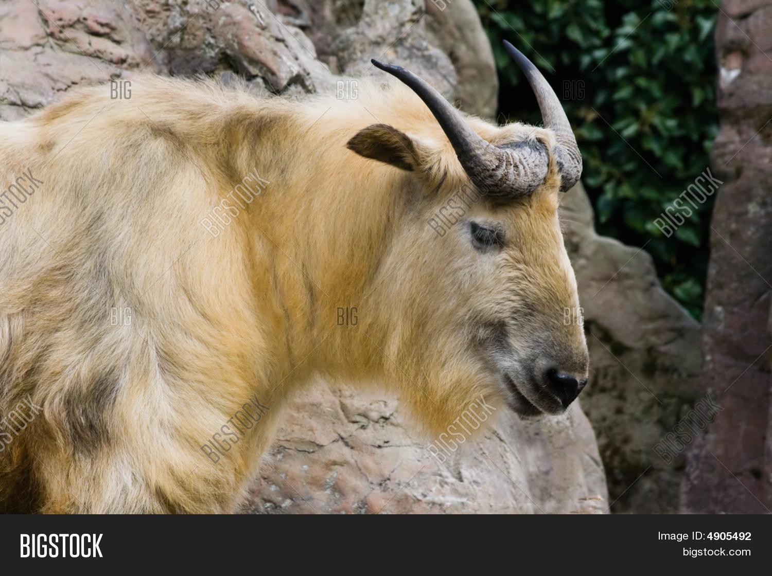 Sichuan Takin Image & Photo (Free Trial) | Bigstock