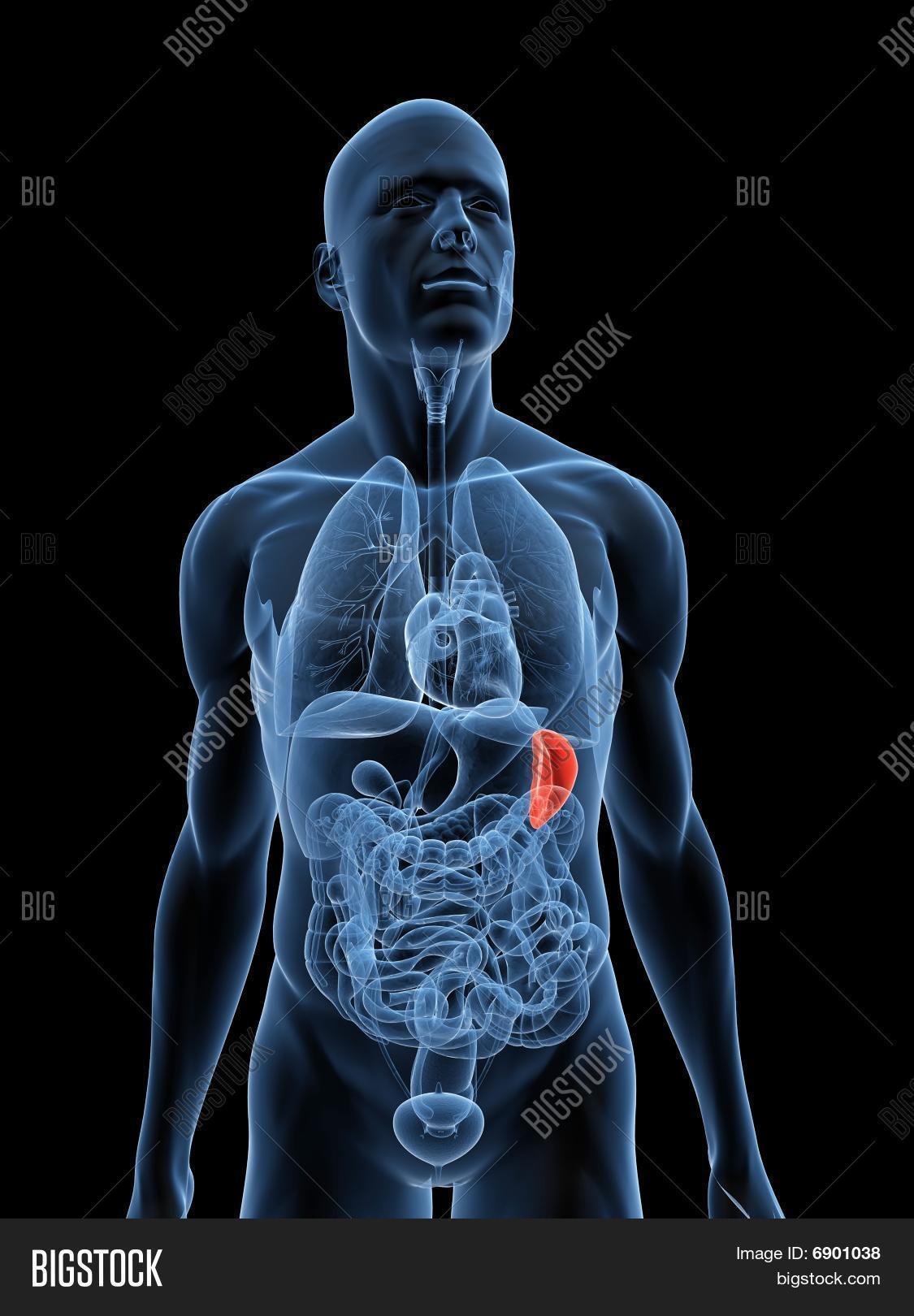 Human Spleen Image & Photo (Free Trial) | Bigstock